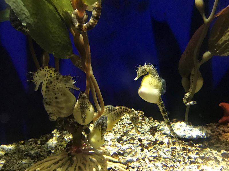 Seahorse - Pregnant or Beer Belly? | Smithsonian Photo Contest ...