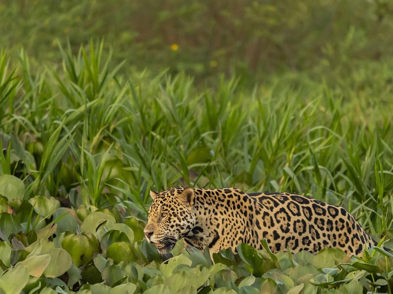 Jaguar hunting along river | Smithsonian Photo Contest | Smithsonian ...