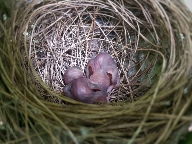An one day old just hatched humming bird chicks. | Smithsonian Photo ...