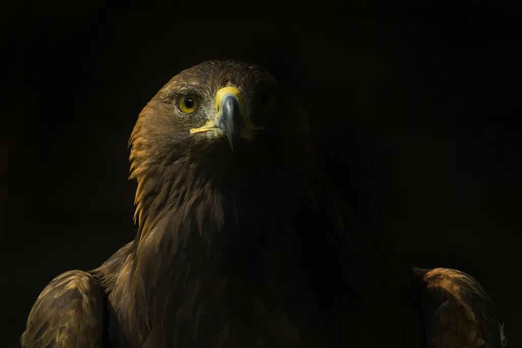 when do eagles start hunting