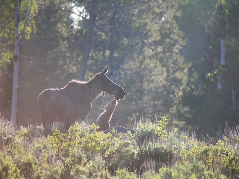 Momma & Baby Moose | Smithsonian Photo Contest | Smithsonian Magazine