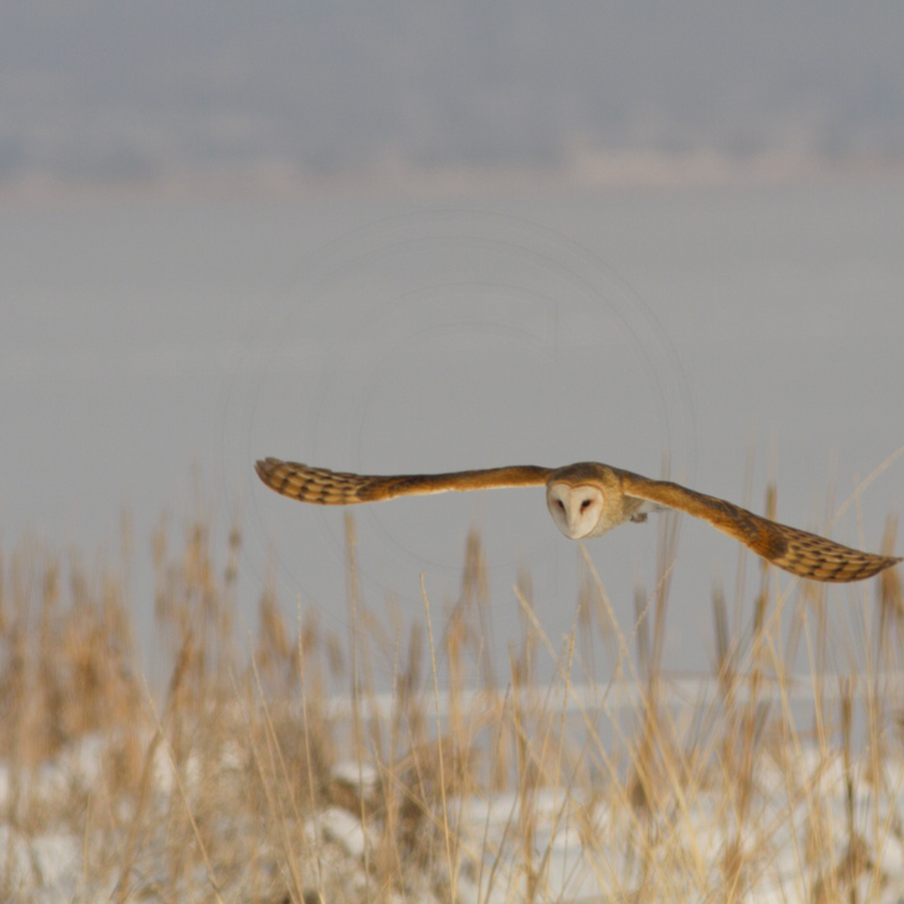 Why Do Bird Wings Make Noise When They Fly: Fascinating Facts Revealed ...