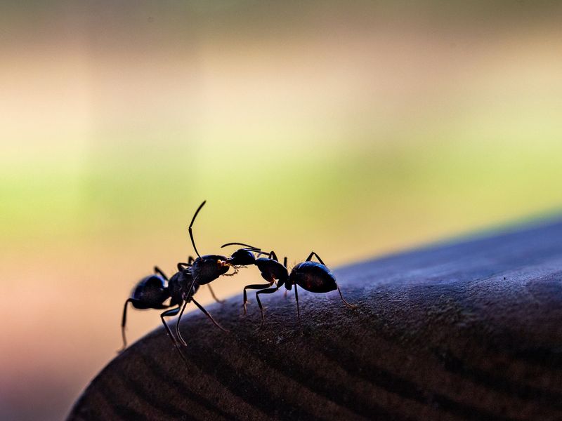 Ant Battle | Smithsonian Photo Contest | Smithsonian Magazine