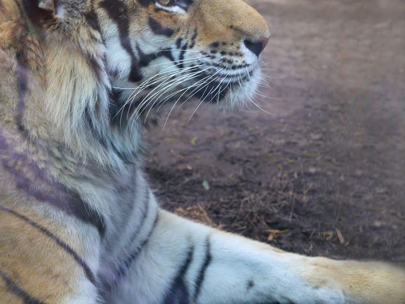 Crouching Tiger | Smithsonian Photo Contest | Smithsonian Magazine