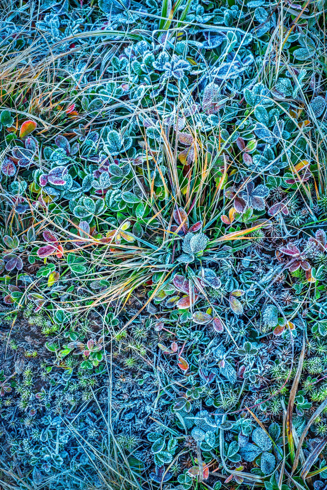 Frosted Ground Cover on Round Bald, No.2 | Smithsonian Photo Contest ...