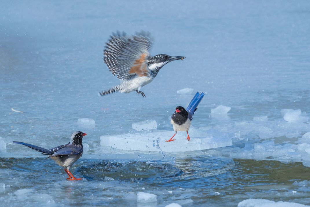 Snatch food | Smithsonian Photo Contest | Smithsonian Magazine