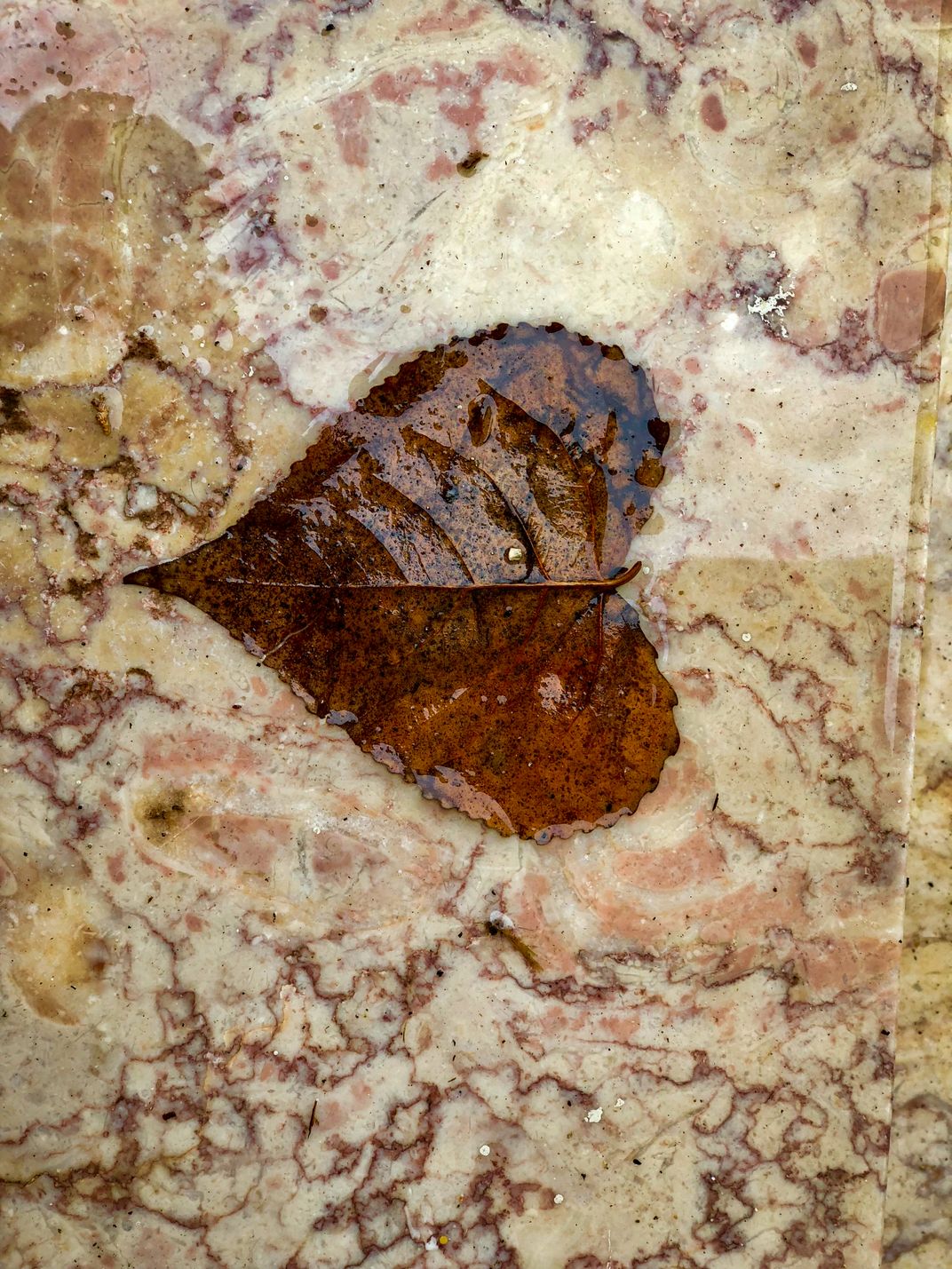 Autumn leaf | Smithsonian Photo Contest | Smithsonian Magazine