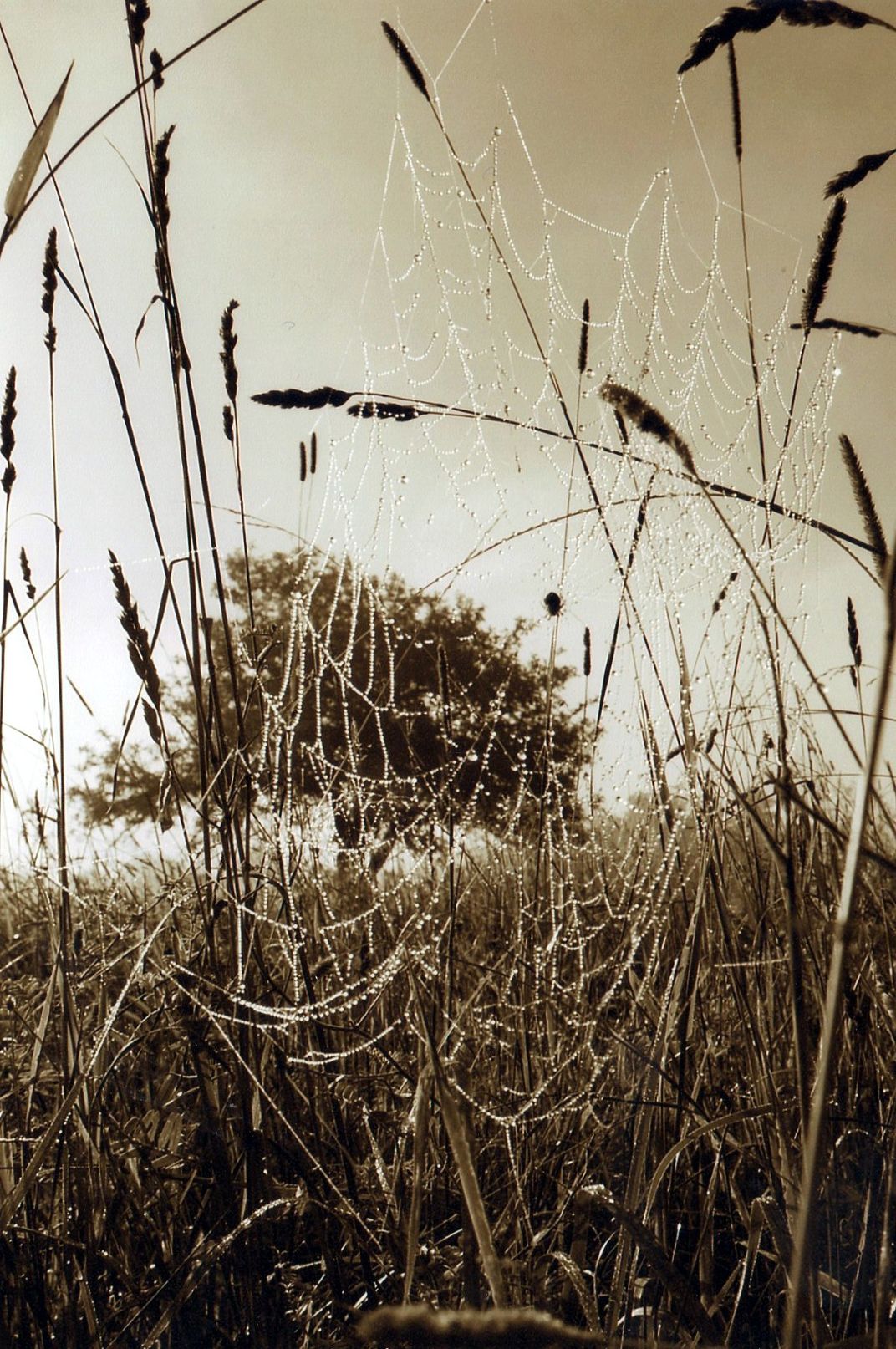 spider web in field | Smithsonian Photo Contest | Smithsonian Magazine