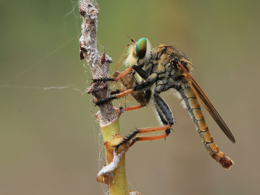 Macro Insect | Smithsonian Photo Contest | Smithsonian Magazine