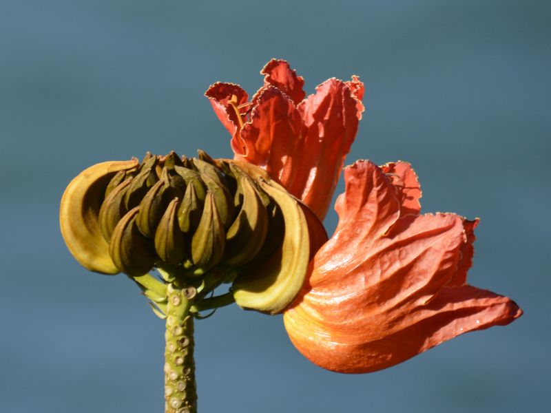 African Tulip | Smithsonian Photo Contest | Smithsonian Magazine