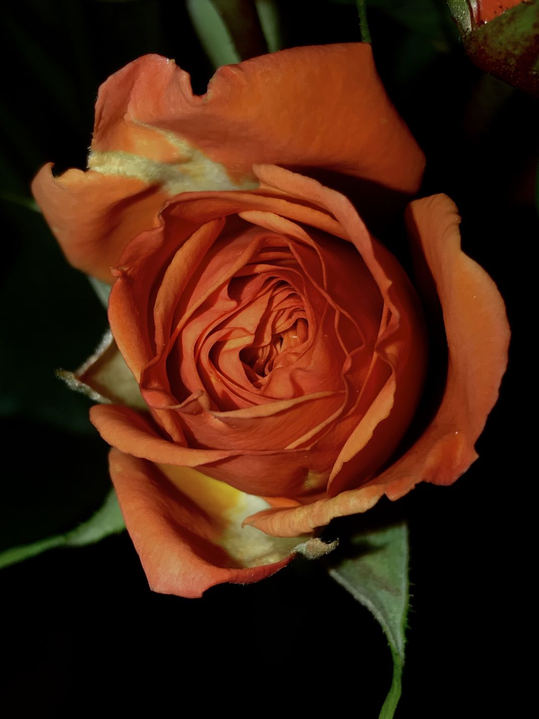 Simple Rose | Smithsonian Photo Contest | Smithsonian Magazine
