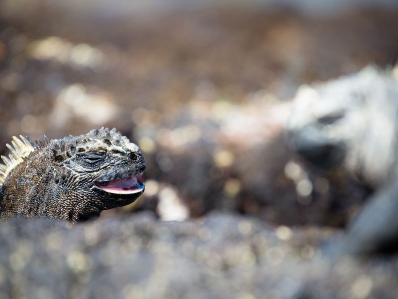 marine iguana laughing | Smithsonian Photo Contest | Smithsonian Magazine
