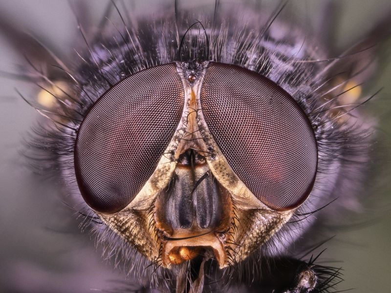 compound-eyes-smithsonian-photo-contest-smithsonian-magazine