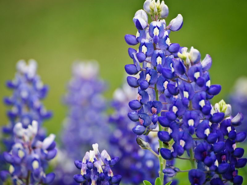 Close-up of Texas bluebonnet wildflowers. | Smithsonian Photo Contest ...