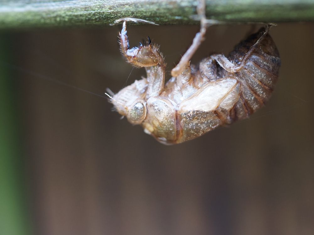 Cicada's Life Cycle | Smithsonian Photo Contest | Smithsonian Magazine