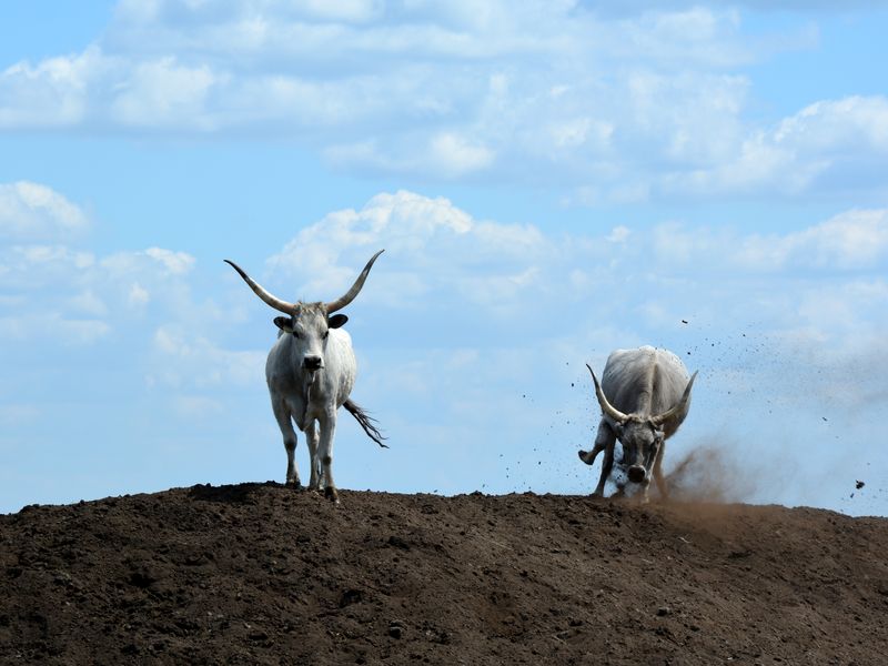 Wild bull | Smithsonian Photo Contest | Smithsonian Magazine