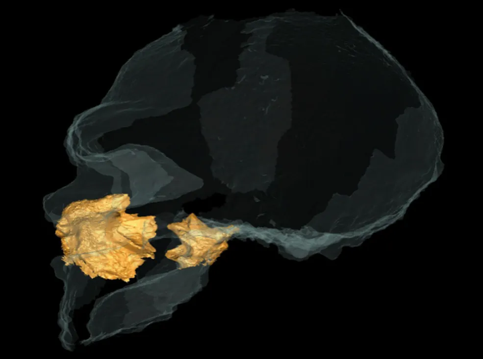 Stunningly Well-Preserved Neanderthal Skull Suggests the Species' Large ...