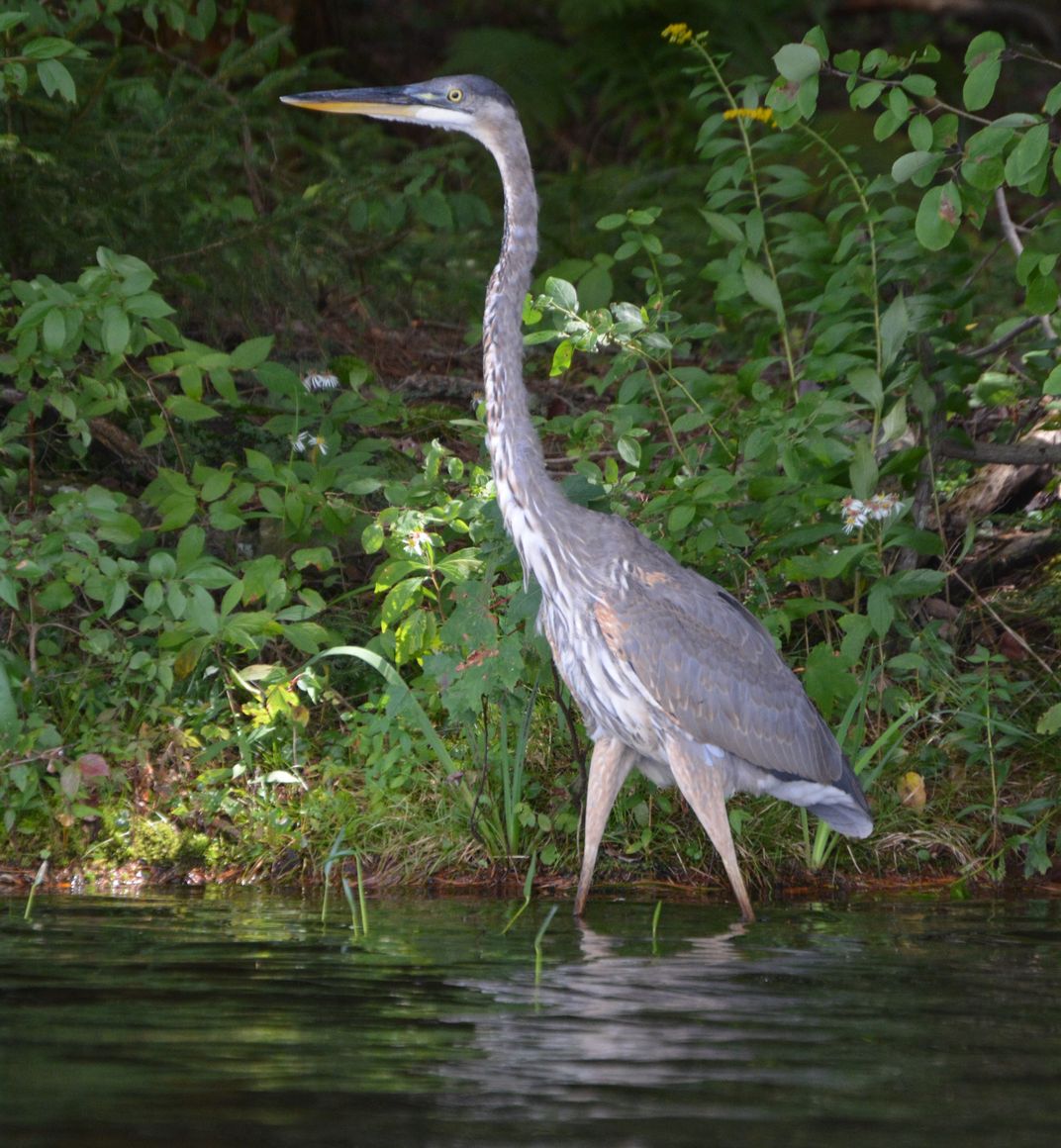 Where's my fish lunch? | Smithsonian Photo Contest | Smithsonian Magazine