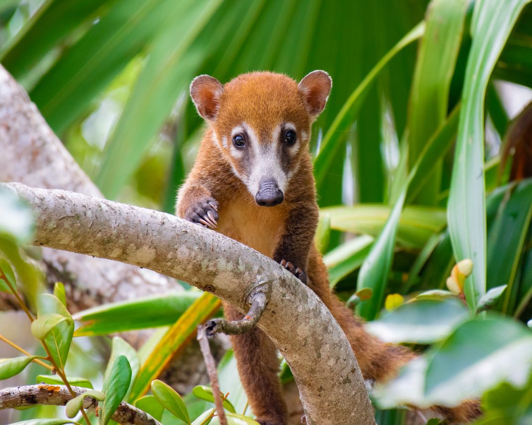 Awaiting Coati | Smithsonian Photo Contest | Smithsonian Magazine