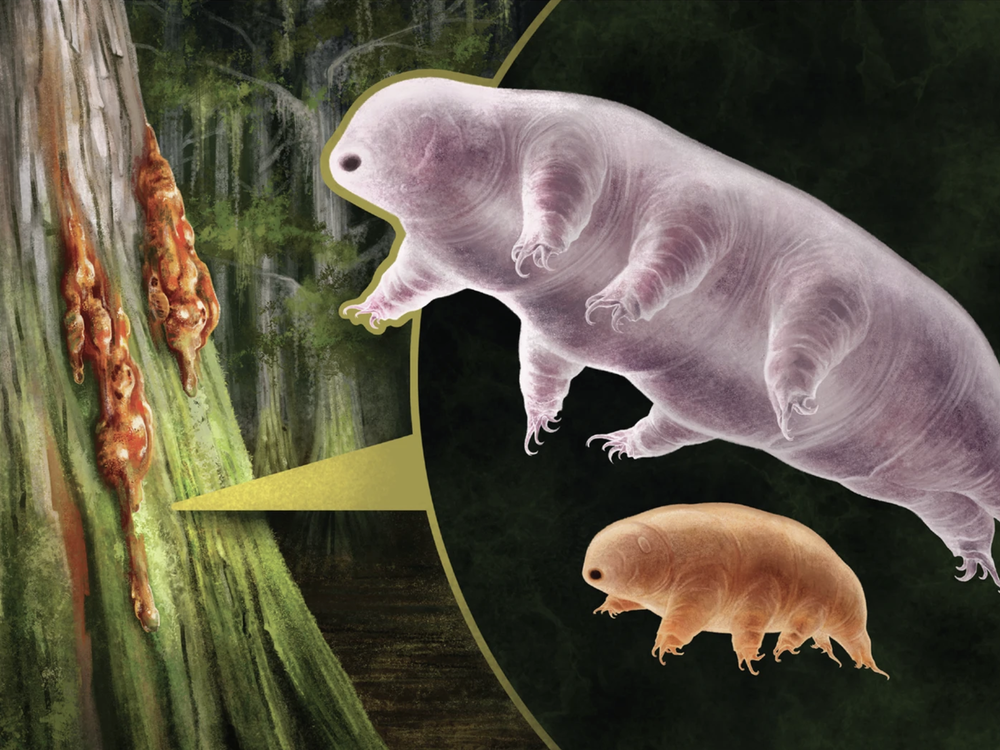 Rare Fossils Give Clues to How Tardigrades Survived Mass Extinctions by ...