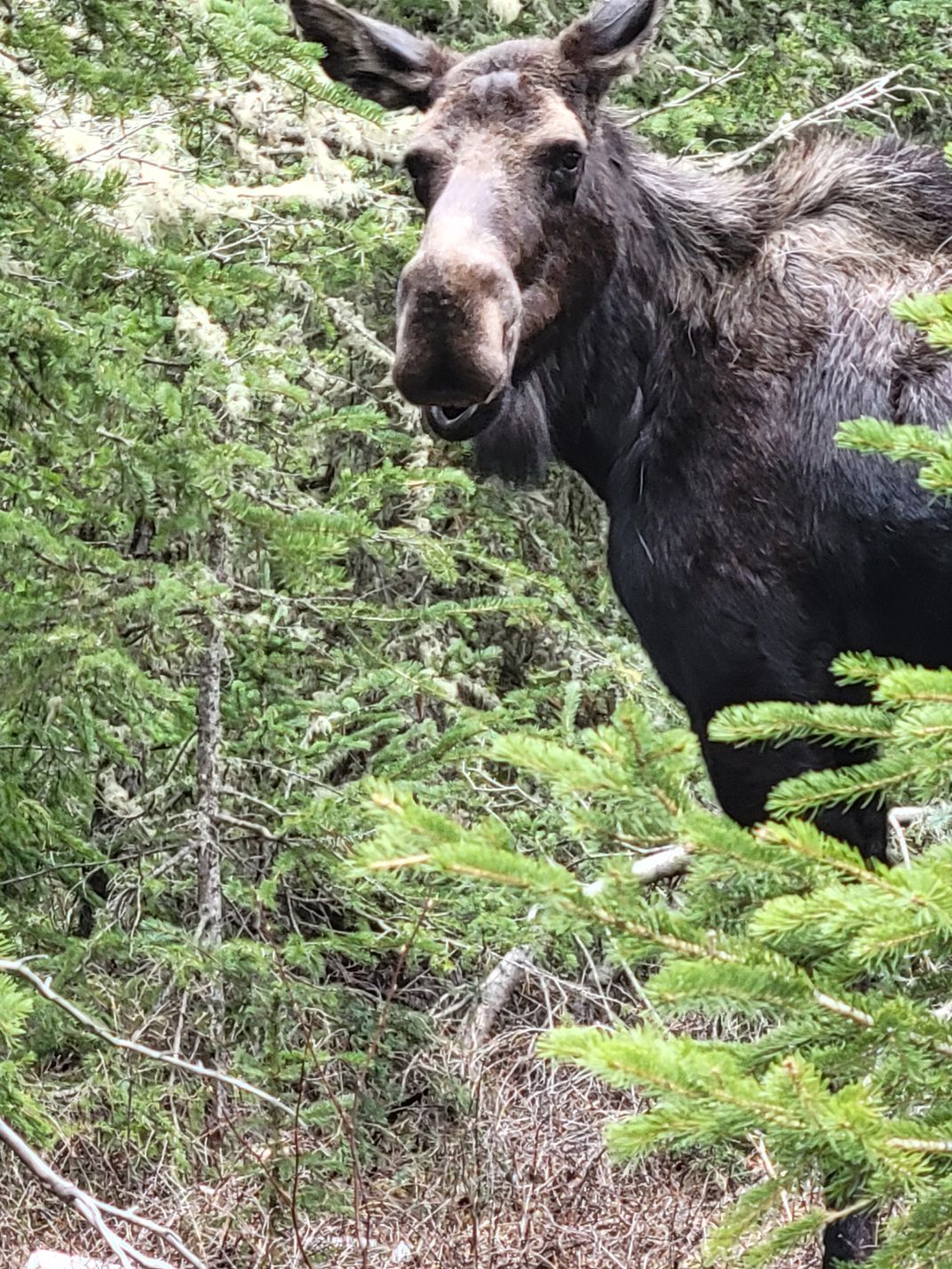 Smiling Moose | Smithsonian Photo Contest | Smithsonian Magazine