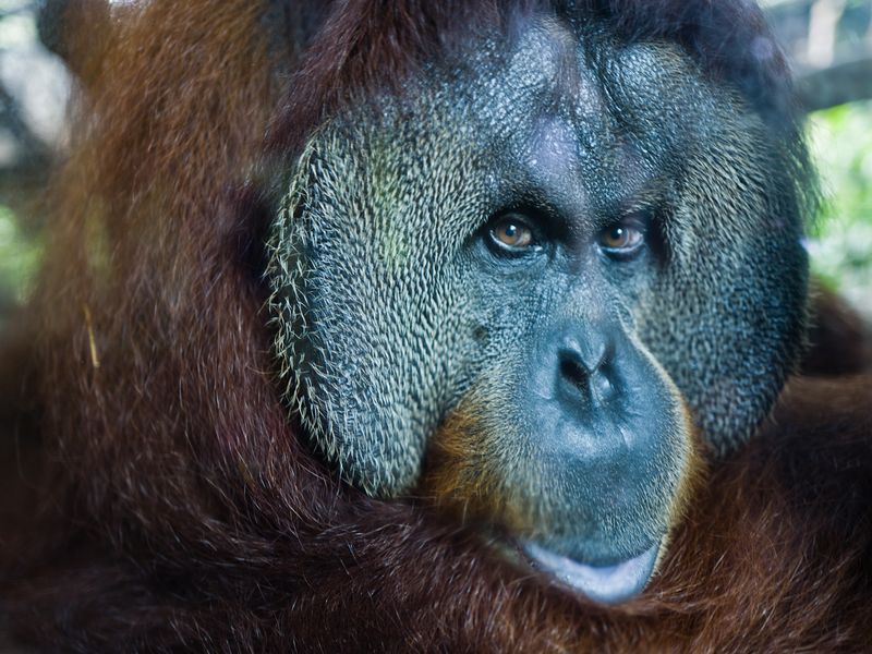 orango | Smithsonian Photo Contest | Smithsonian Magazine