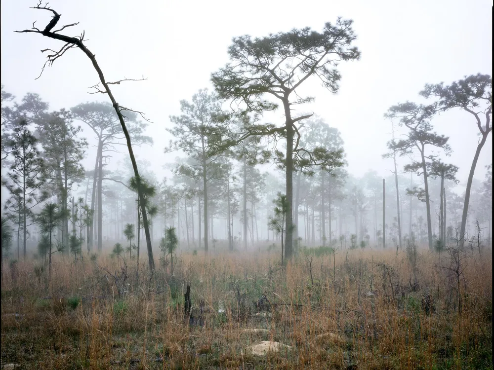 old growth longleaf pine