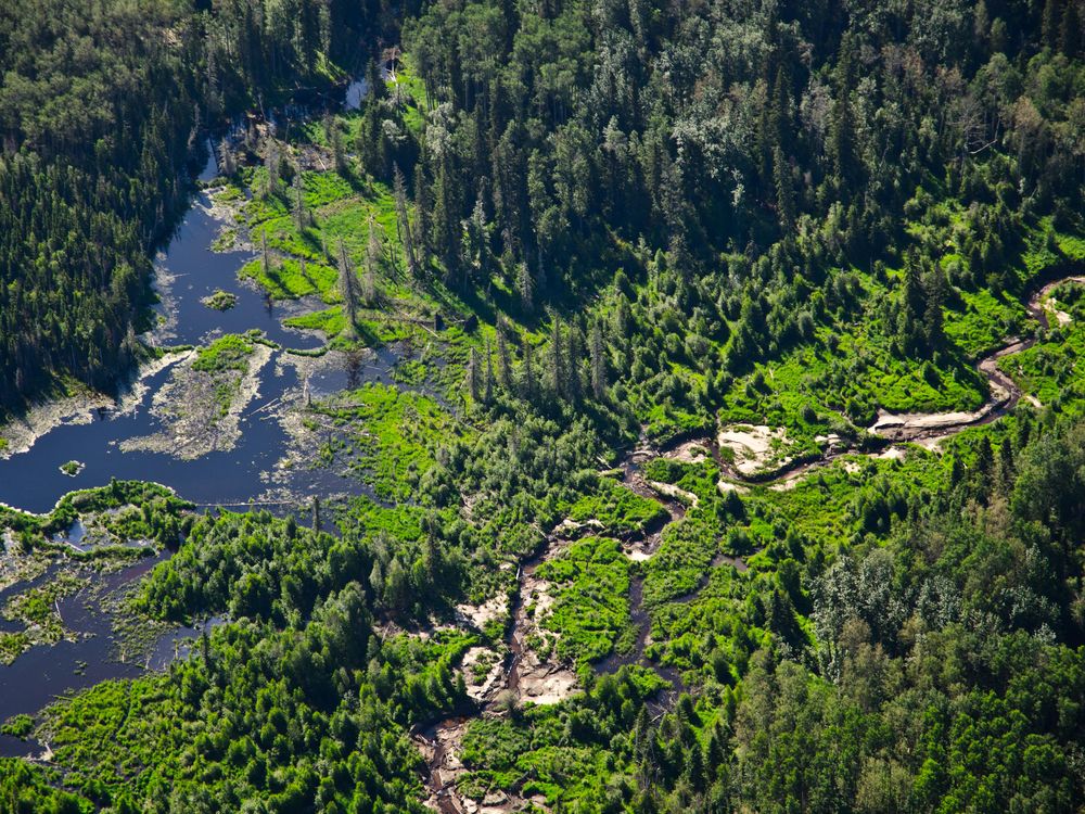 Canada Is Now Home to the World’s Largest Stretch of Protected Boreal ...
