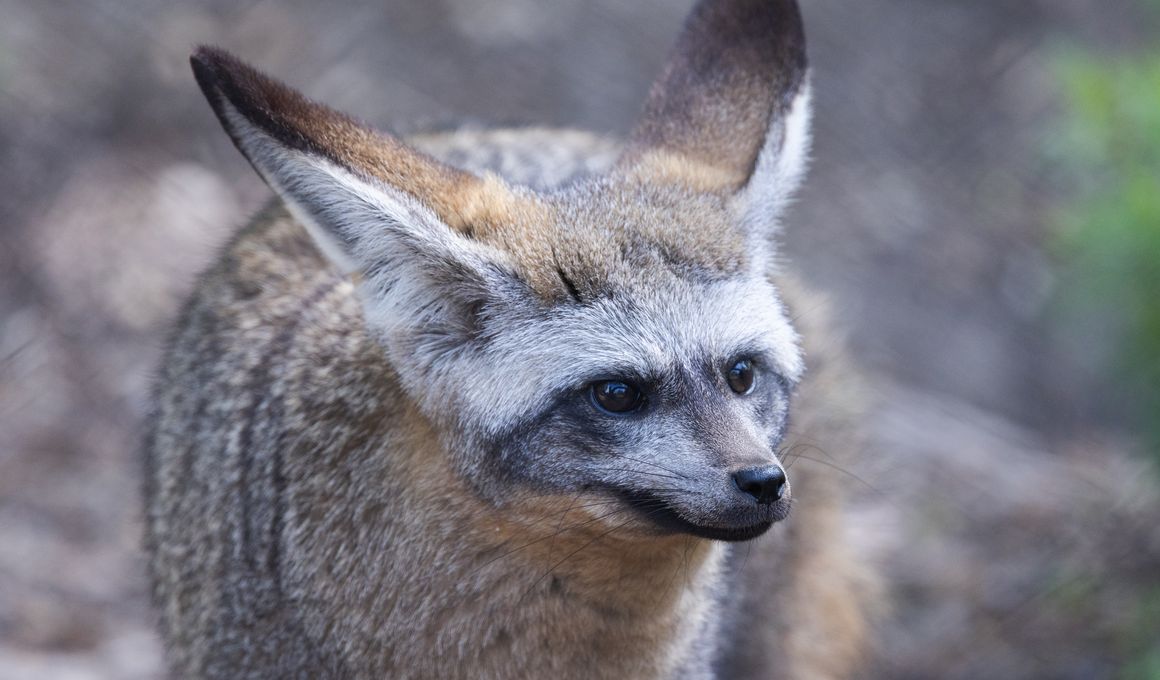 National Zoo and Conservation Biology Institute Blog | Smithsonian Magazine