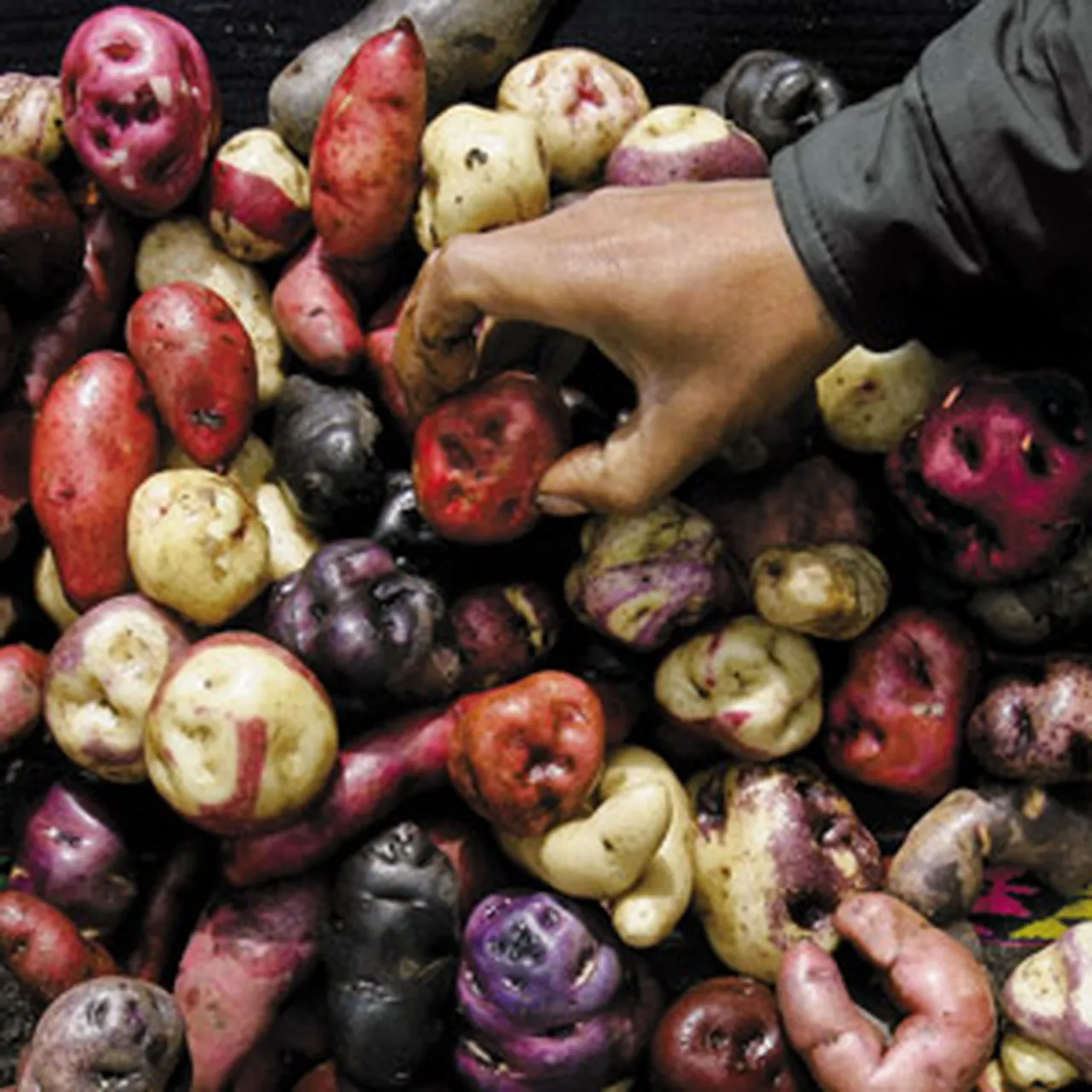 Potatoes Can Grow In Mexico Slow Food Archives – A Gardener's Table
