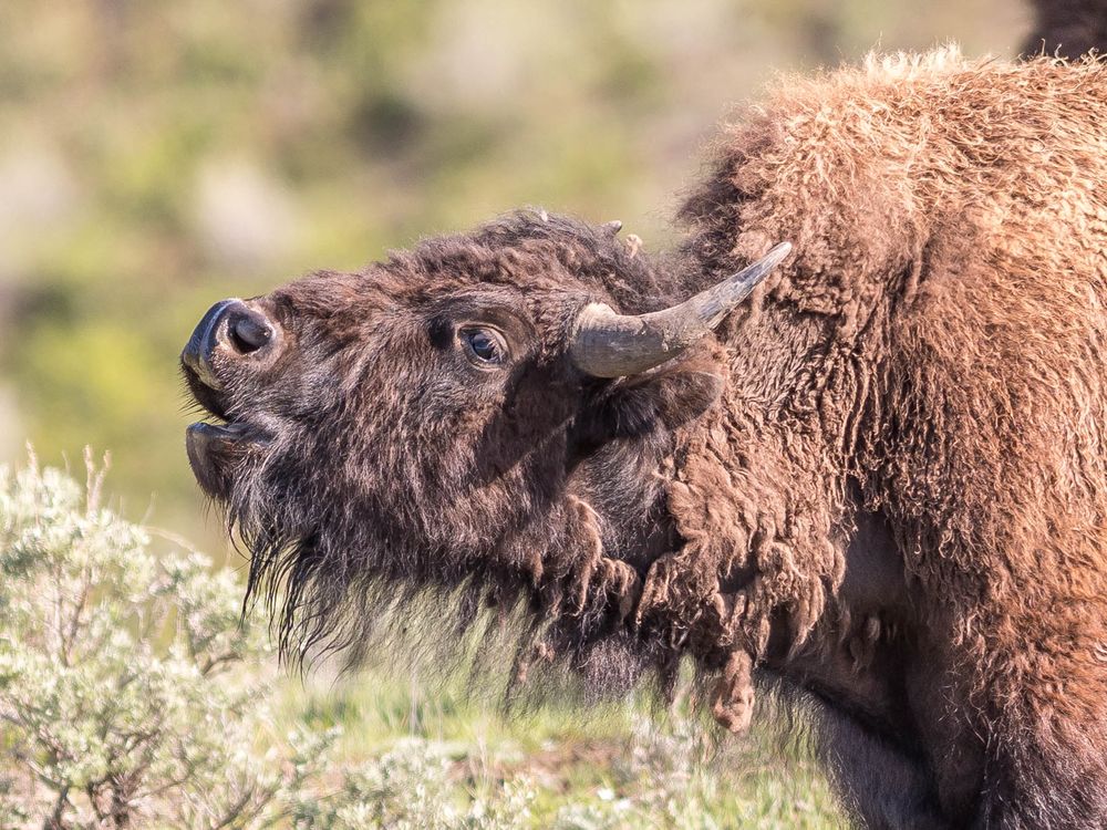 Call of the Bison | Smithsonian Photo Contest | Smithsonian Magazine