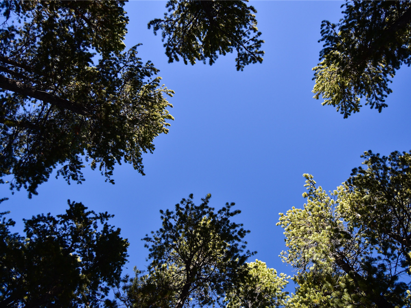 Pine tree canopy on Casper Mountain | Smithsonian Photo Contest ...