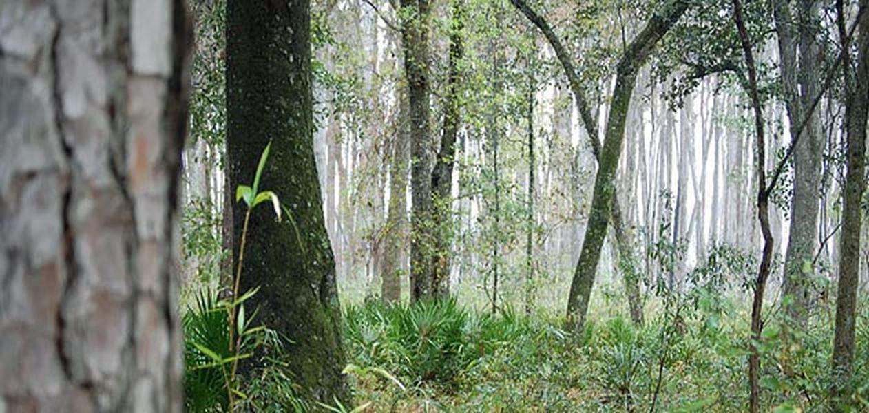 Canoeing in Okefenokee Swamp