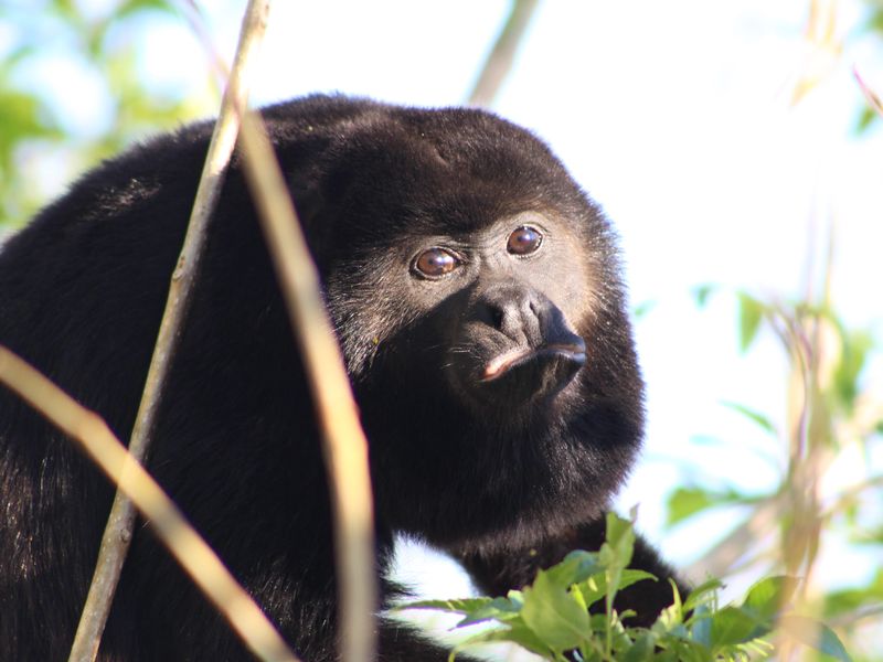 Male Howler Monkey | Smithsonian Photo Contest | Smithsonian Magazine