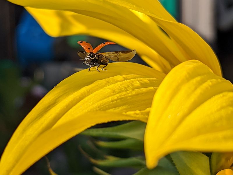 Ladybug taking flight | Smithsonian Photo Contest | Smithsonian Magazine