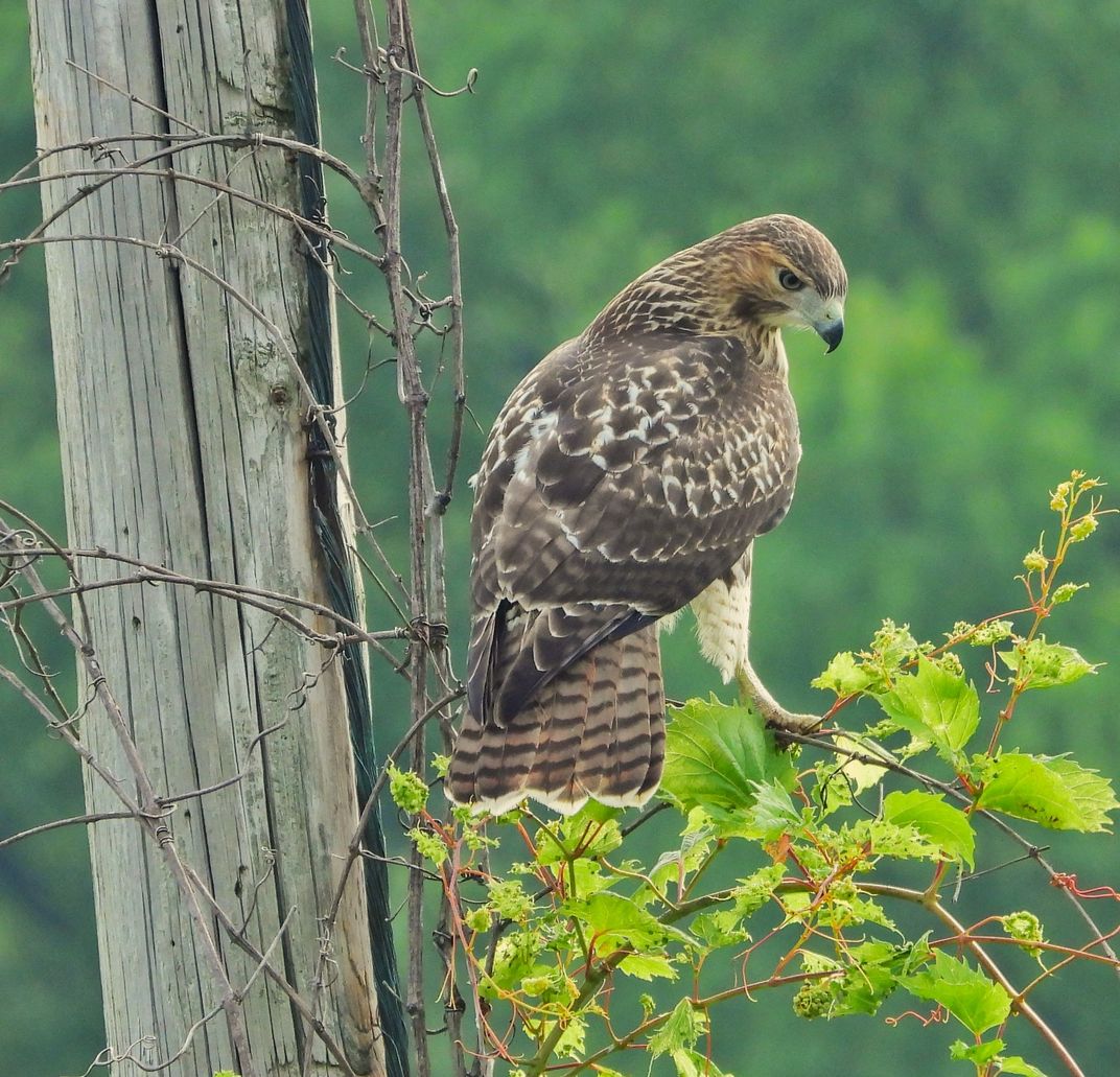 Red tail hawk, Salamonie Lake, Indiana | Smithsonian Photo Contest ...
