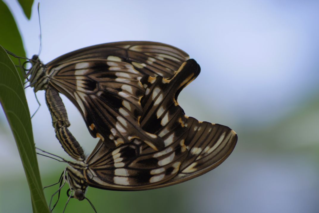 Hanging Together- Two Butterflies hanging together creating a mirror ...