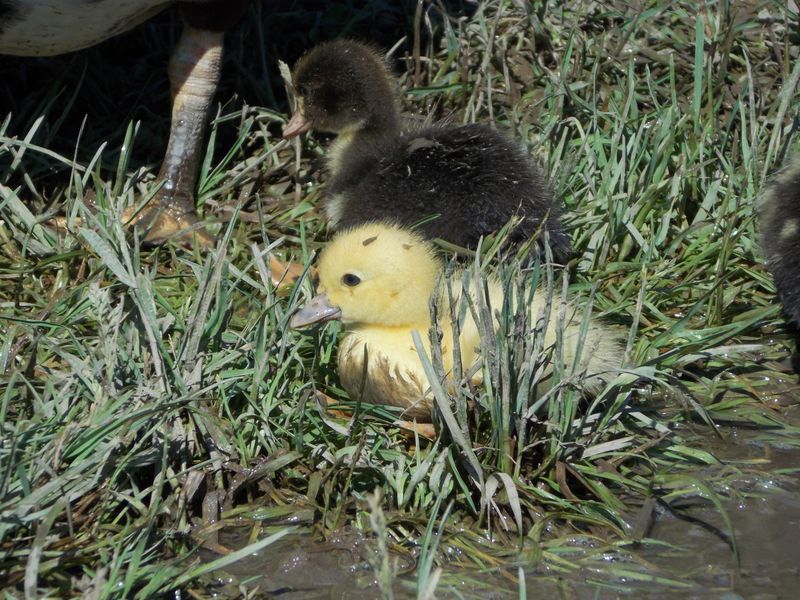 Baby Ducklings | Smithsonian Photo Contest | Smithsonian Magazine