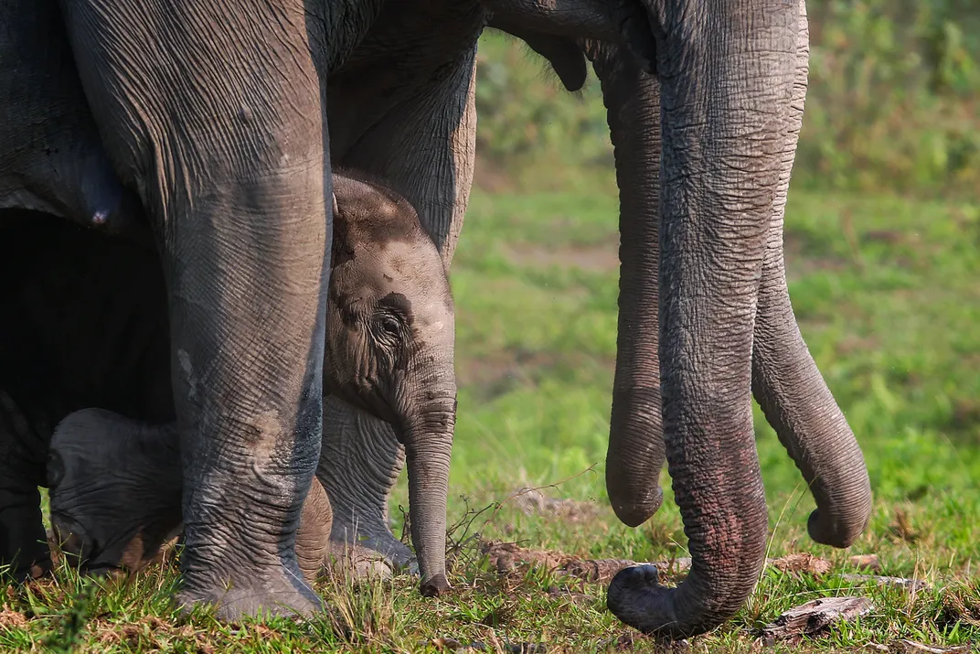 Personal Protection details of a elephant calf | Smithsonian Photo ...