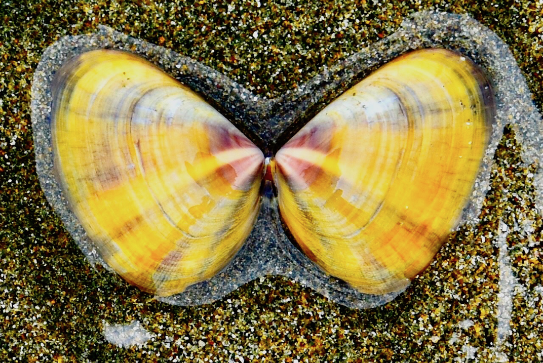 The Sun in a Shell | Smithsonian Photo Contest | Smithsonian Magazine