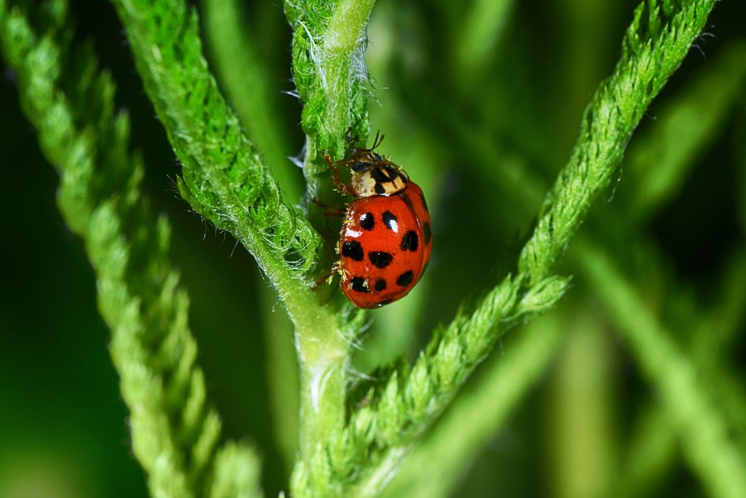 Ladybug | Smithsonian Photo Contest | Smithsonian Magazine