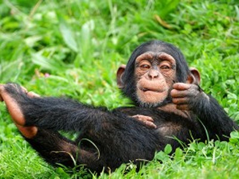 Young Chimpanzee Sitting