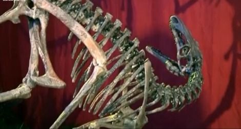 Bicentenaria and the Rise of the Coelurosaurs | Smithsonian