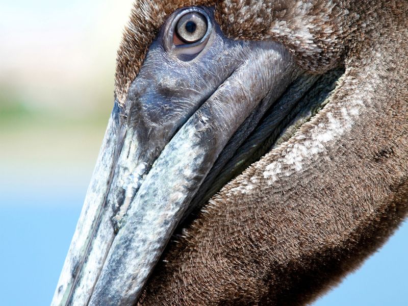 This pelican was not afraid of humans, and I took full advantage of ...