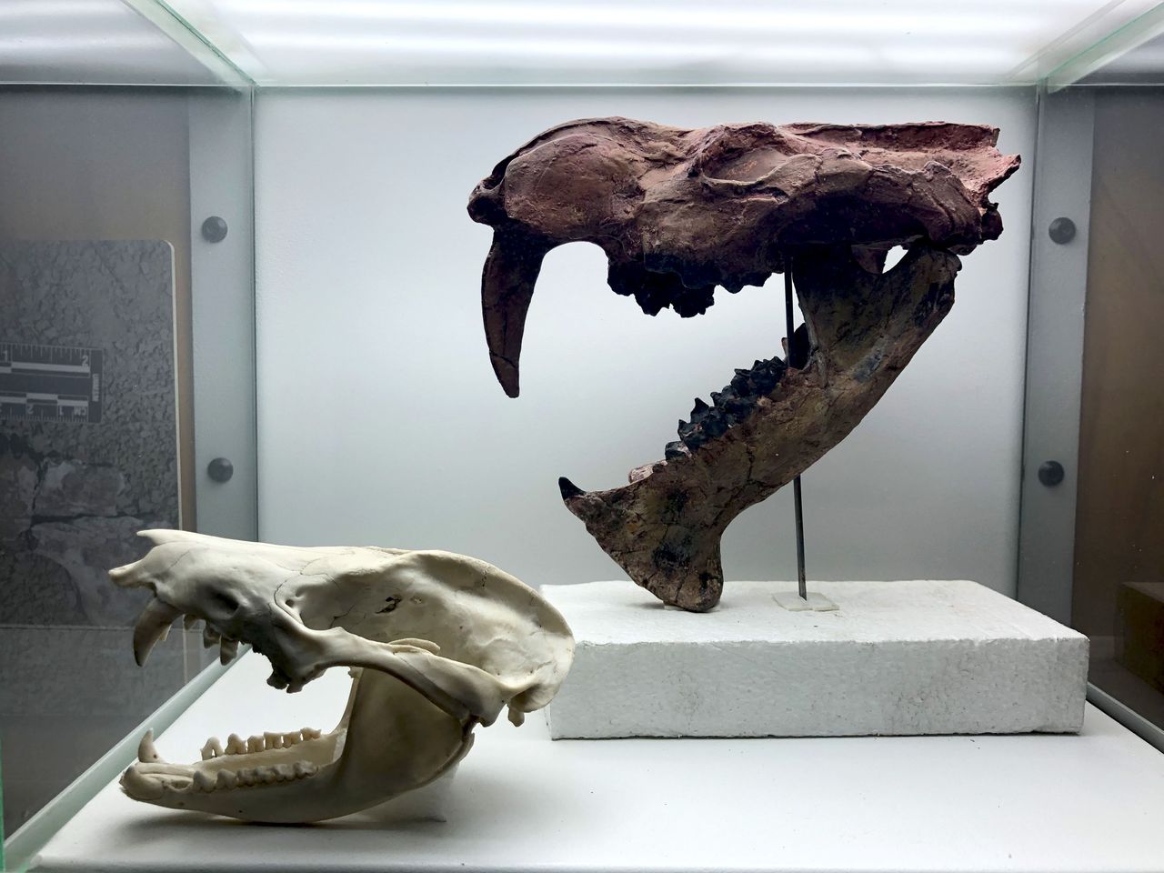 thylacosmilus skeleton