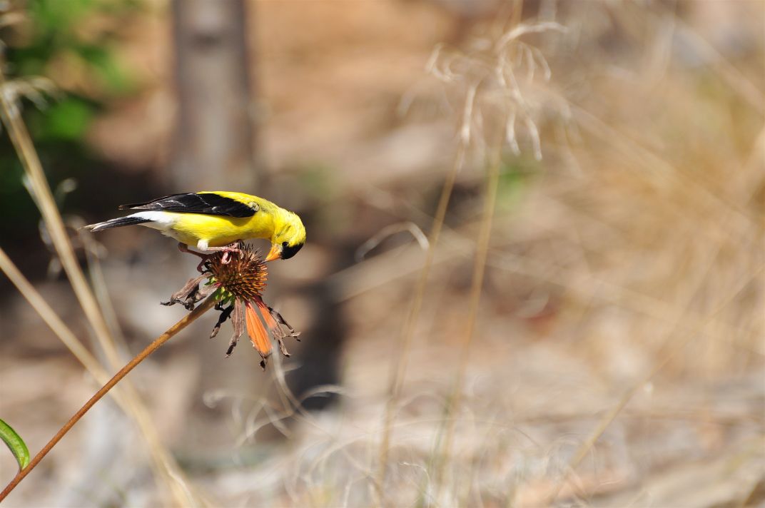 Bird nibbling seeds from dried flower | Smithsonian Photo Contest ...