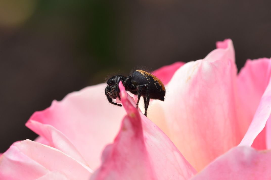 A female red-backed jumping spider in the Berkeley Rose Garden ...