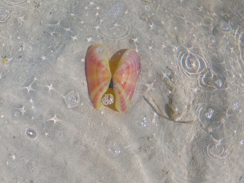 Ocean Butterfly in a Starry Sea | Smithsonian Photo Contest ...