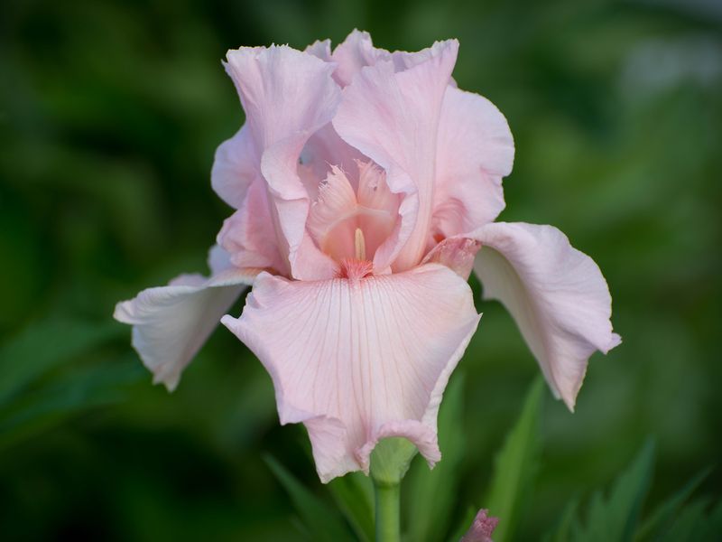"Pink Attraction" iris | Smithsonian Photo Contest | Smithsonian Magazine