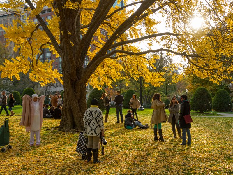 People congregating under a tree in Boston Common | Smithsonian Photo ...